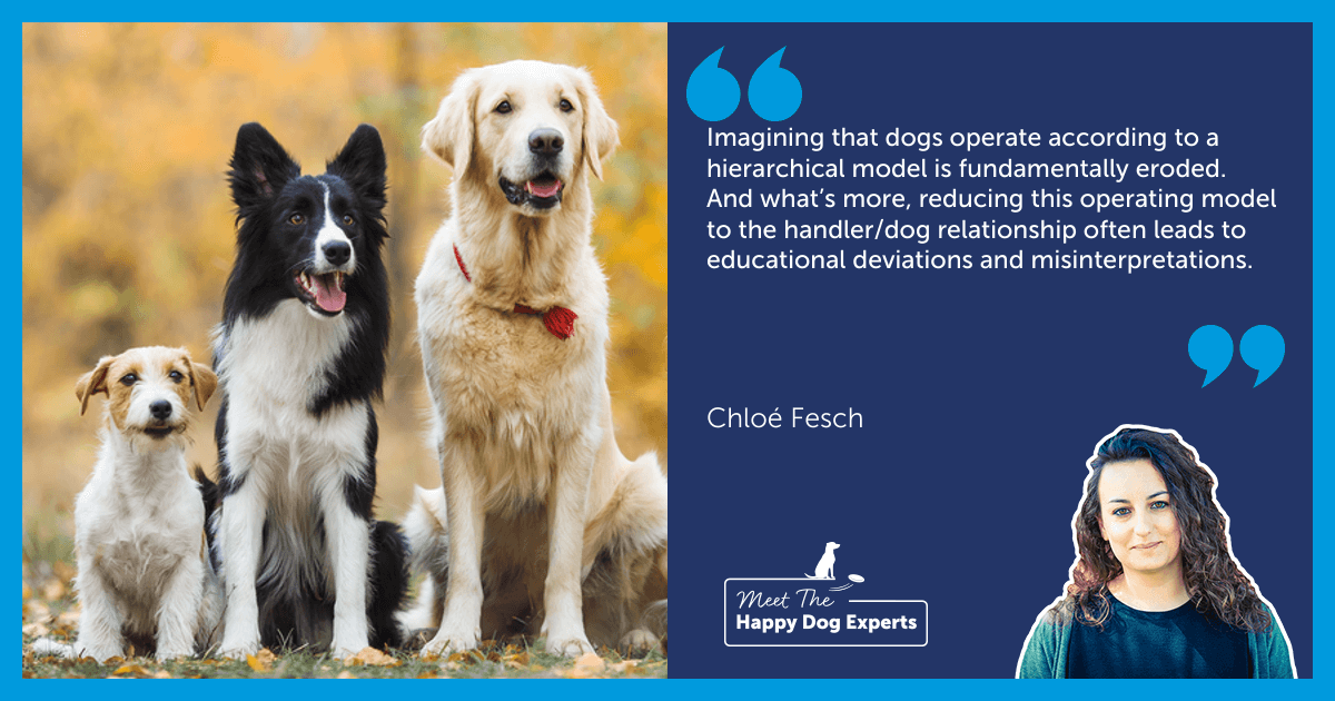 Is Hierarchy in Dogs a Myth? Happy Dog Expert Explains!