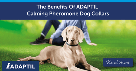 The Benefits Of ADAPTIL Calming Pheromone Dog Collars