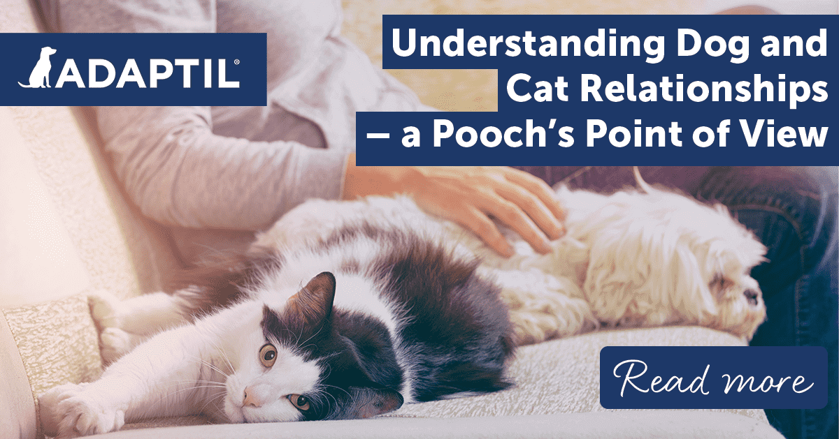 Understanding Dog and Cat Relationships – a Pooch’s Point of View