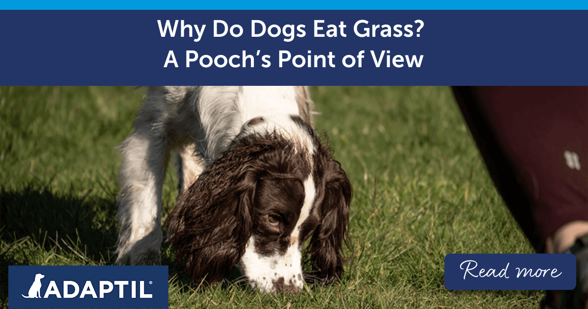 Why Do Dogs Eat Grass? A Pooch’s Point of View