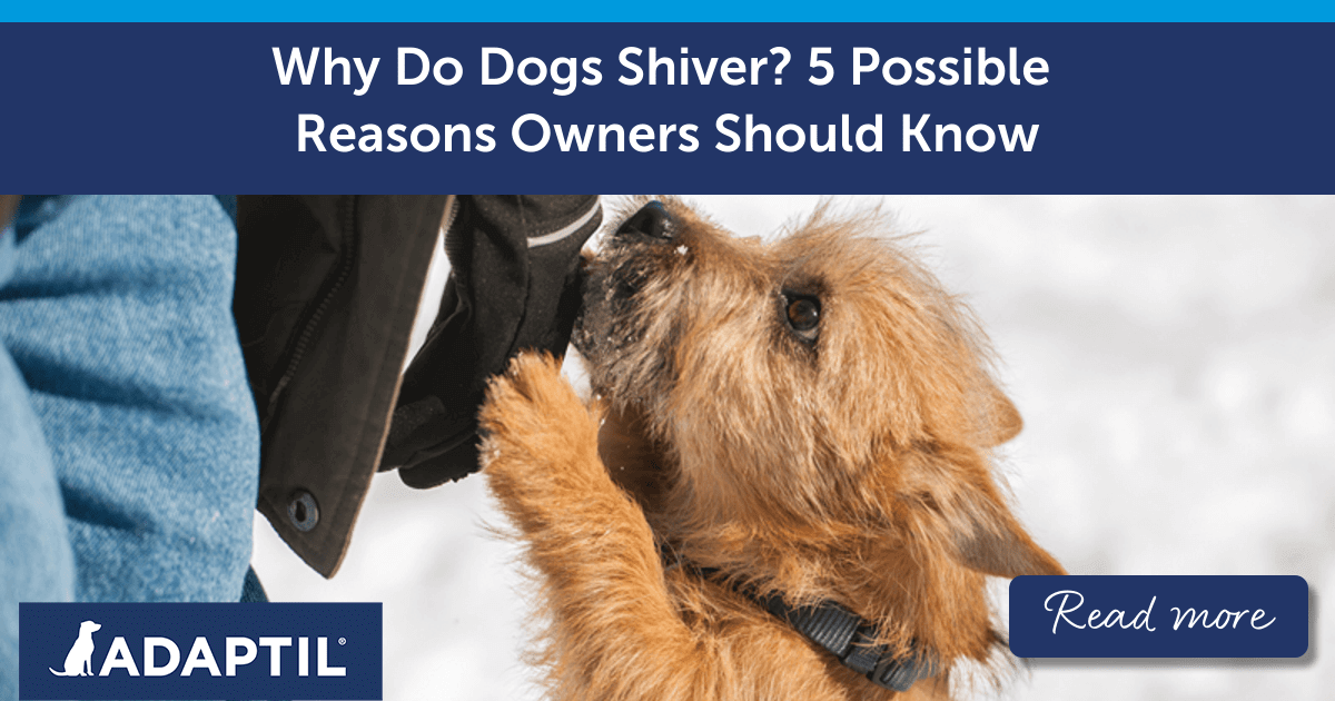 Why Do Dogs Shiver? 5 Possible Reasons Owners Should Know