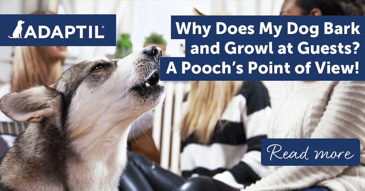 Why Does My Dog Bark and Growl at Guests? A Pooch’s Point of View!