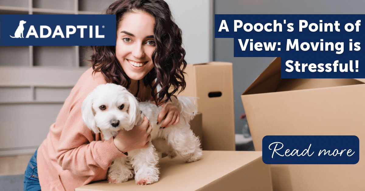 A Dog's Point of View: Moving is Stressful!